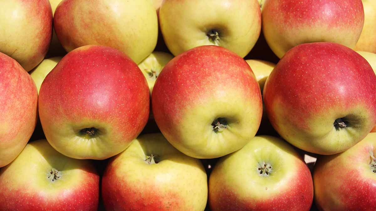 En saison: Les pommes - Le Panier alimentaire canadien