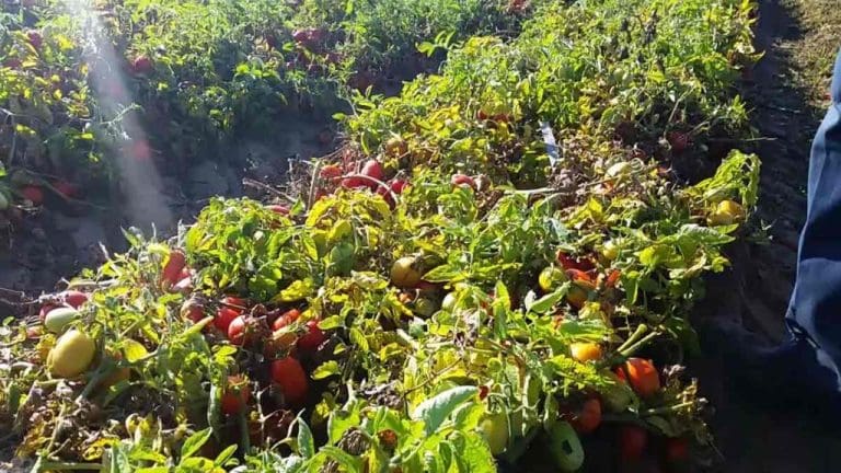 La culture des tomates de champ - Le Panier alimentaire canadien