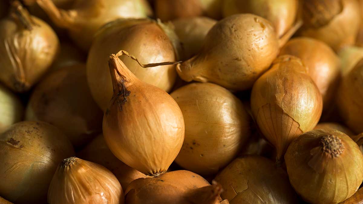 En saison: Les oignons - Le Panier alimentaire canadien