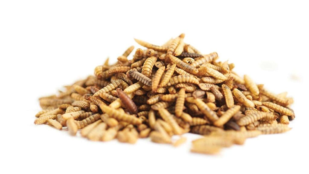 L'élevage des insectes au Canada - Le Panier alimentaire canadien