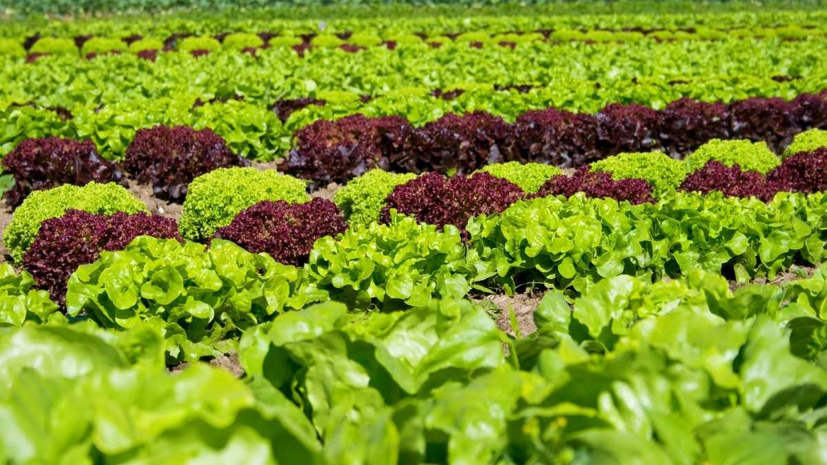 En saison : Les laitues - Le Panier alimentaire canadien