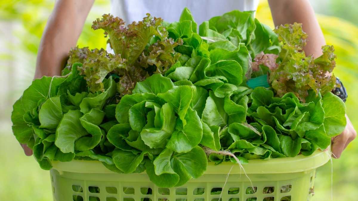 En saison : Les laitues - Le Panier alimentaire canadien