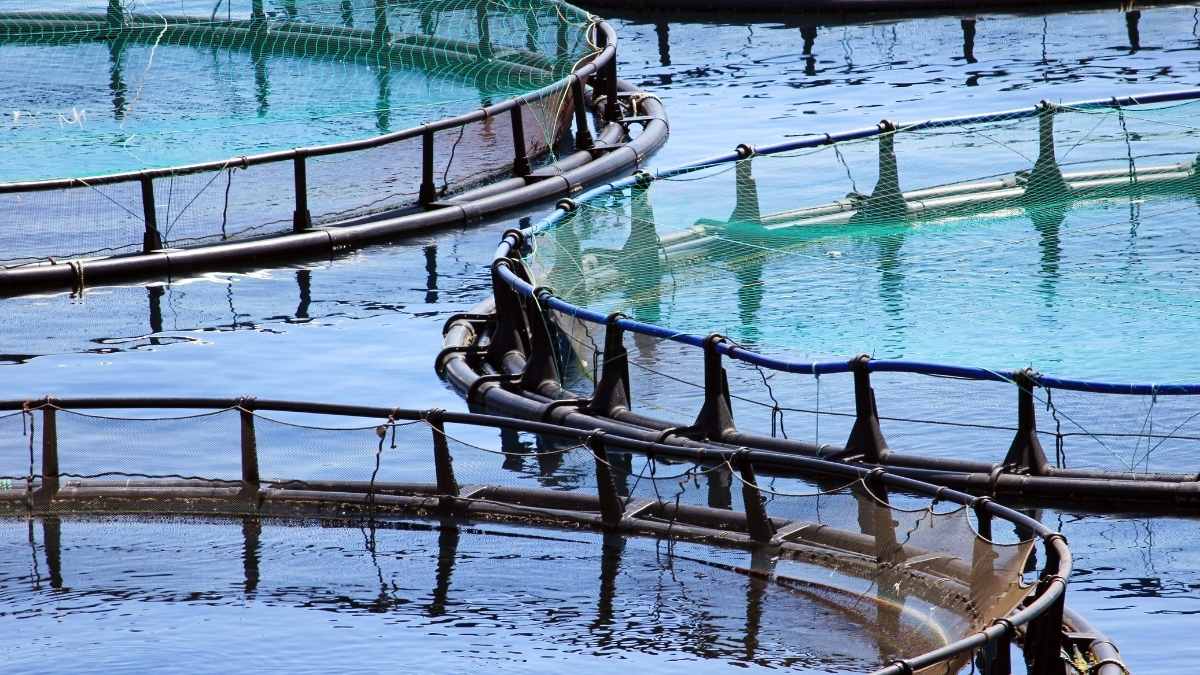 Élever du poisson au Canada pour répondre à une demande croissante - Le ...