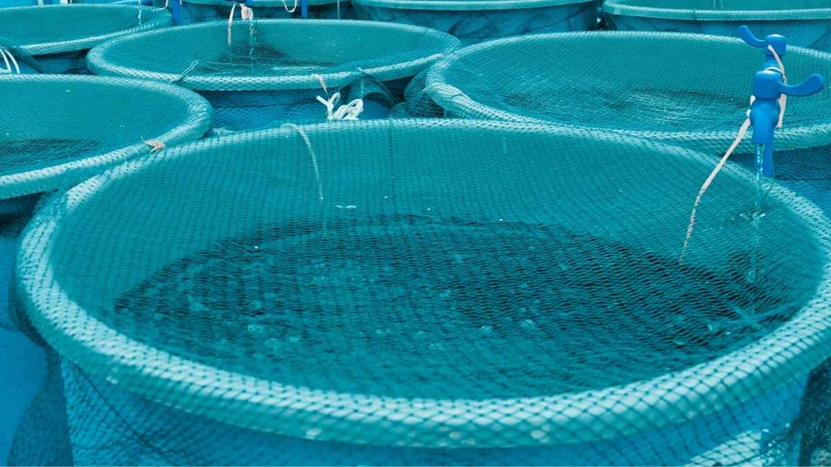 Élever du poisson au Canada pour répondre à une demande croissante - Le ...