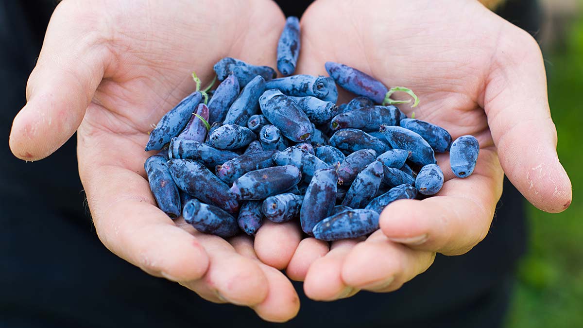 Lumière sur les aliments canadiens : la camerise - Le Panier alimentaire canadien